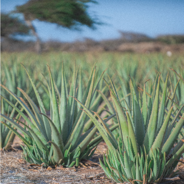 Aruba Aloe - World's Finest Aloe Since 1890