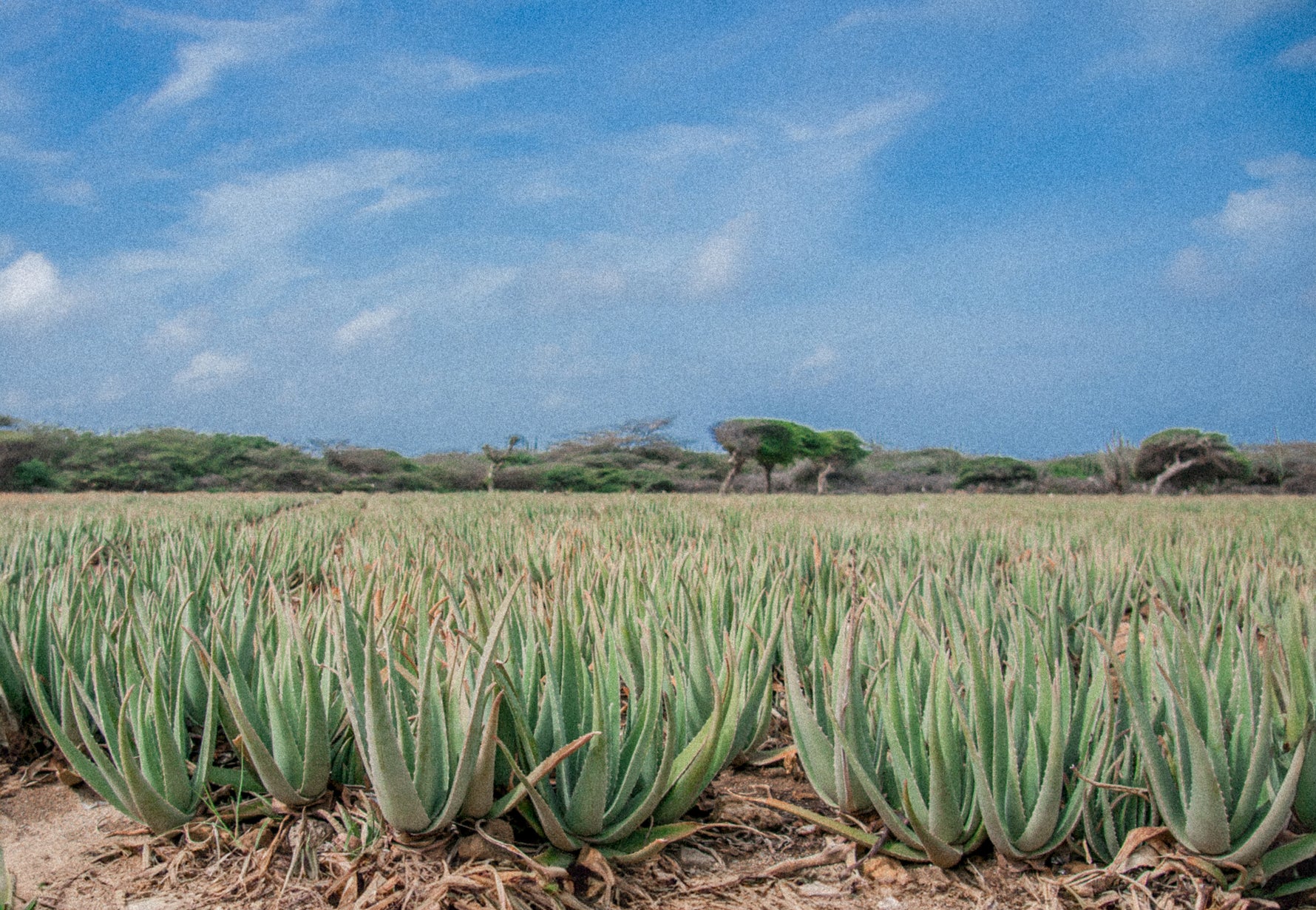 Factory & Museum Tour